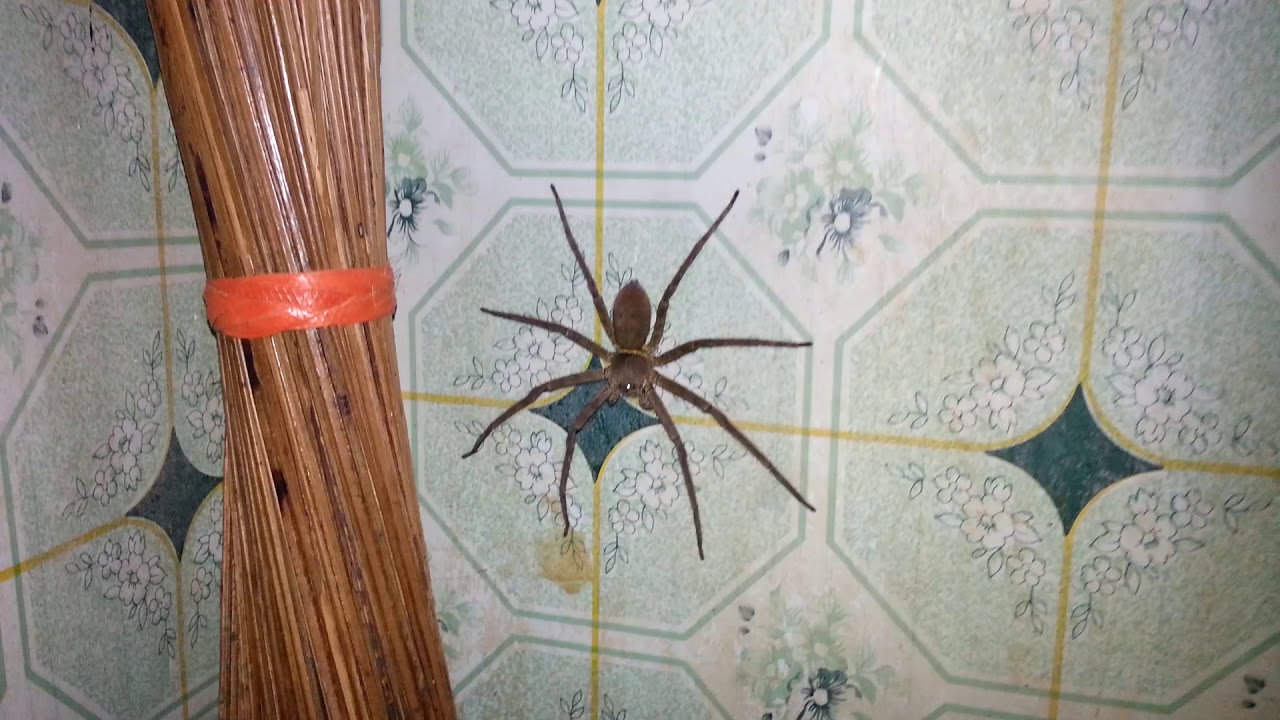 The brown huntsman spider from Philippines - YouTube