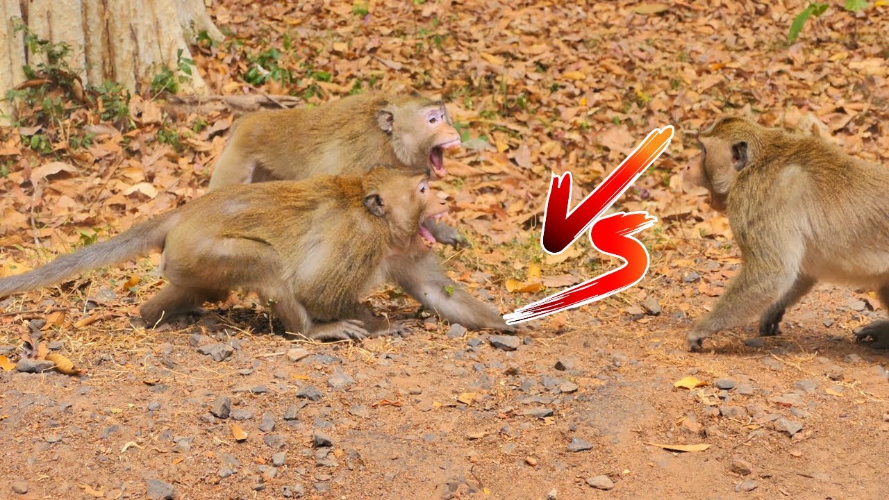 OMG nice clip ...... Two groups of monkeys bite each other - YouTube