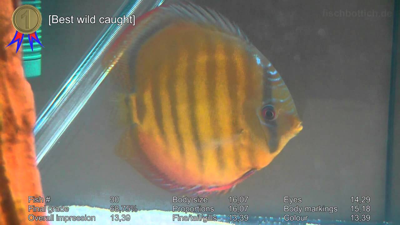 [HD] Discus: Brown (wild-caught) / Braun (Wildfang) @ 8.Diskus ...