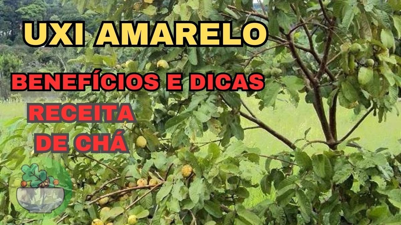 Descubra os benefícios do Uxi Amarelo e aprenda a fazer seu chá - YouTube