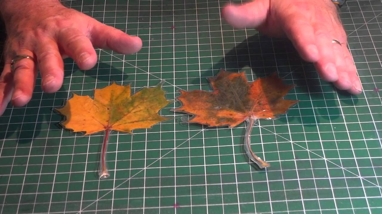 Bland Designs- Laminated Leaves - YouTube