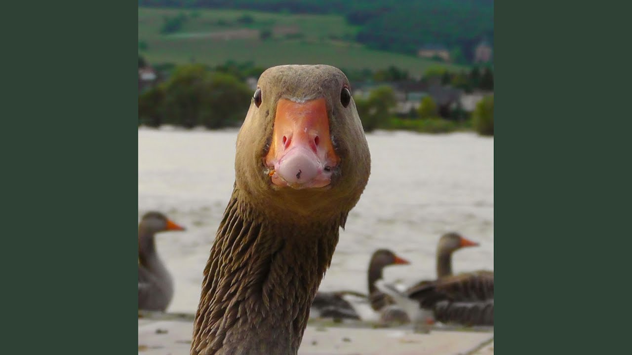 Crazy Ass Goose! - YouTube