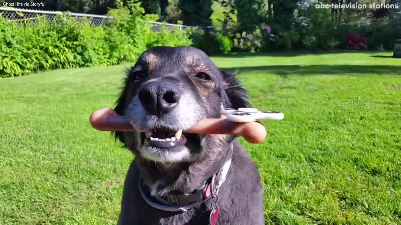 Dog calmly balances fidget spinner - YouTube