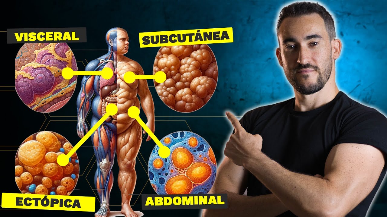 Estos son los tipos de GRASA EN TU CUERPO : ¿Cuál es Saludable y Cuál ...