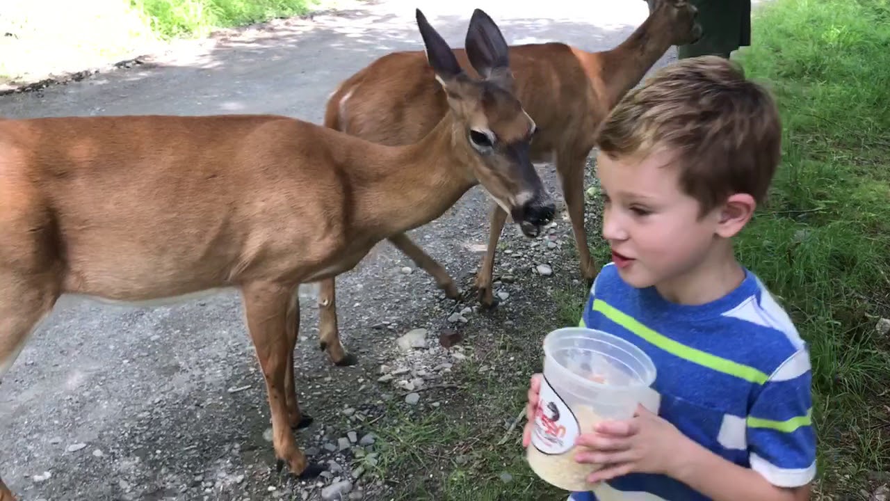 Feeding Wild Deer - YouTube
