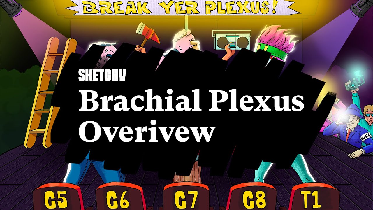 Brachial Plexus Overview (Full Lesson) | Sketchy Medical | USMLE Step 1 ...