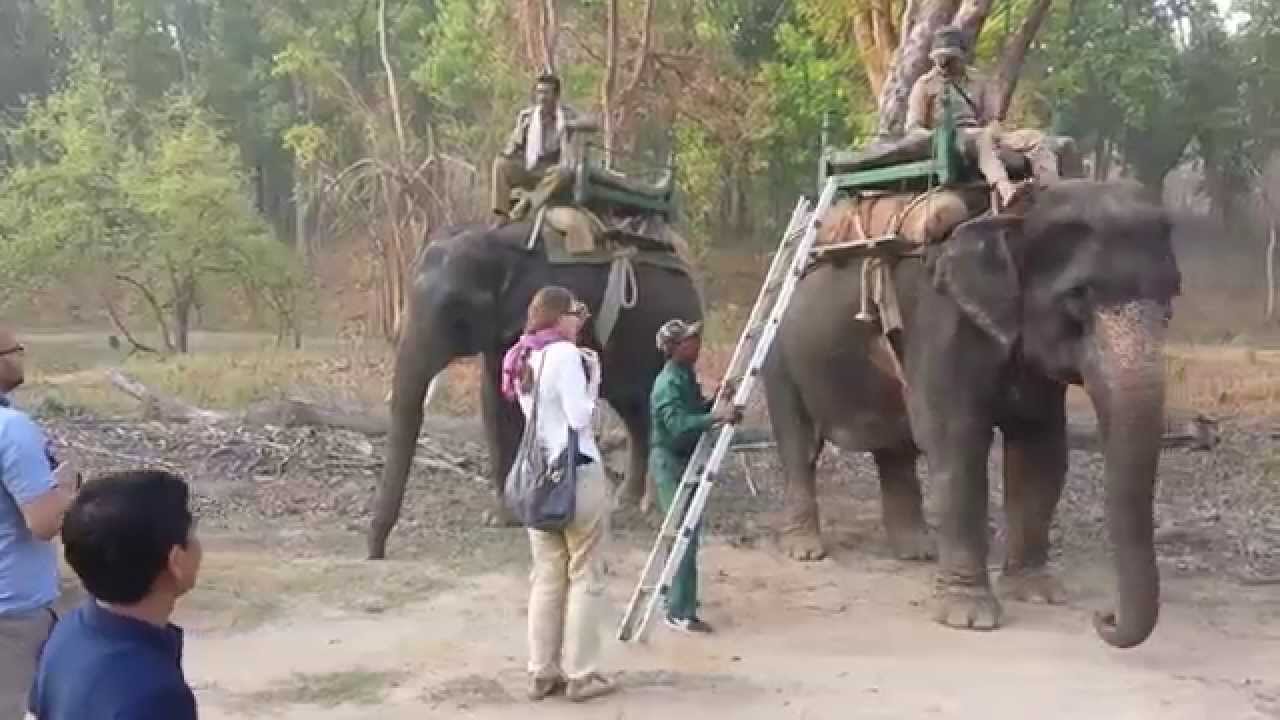 Climbing an elephant to ride at Kanha National Park safari - YouTube