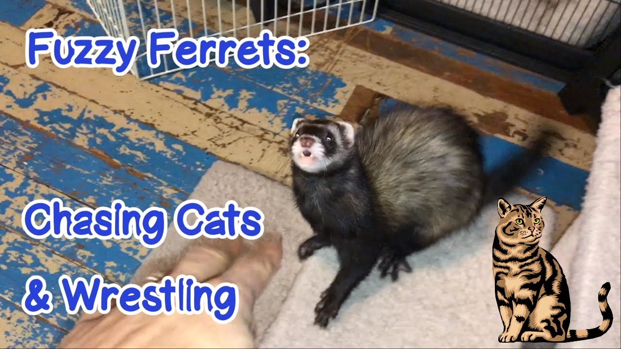 Fuzzy Ferrets: Chasing Cats and Wrestling - Our Other Adorable Pets 3 ...