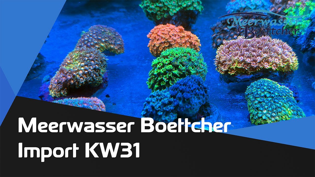 Meerwasser Boettcher Import KW31 aus Indonesien - YouTube