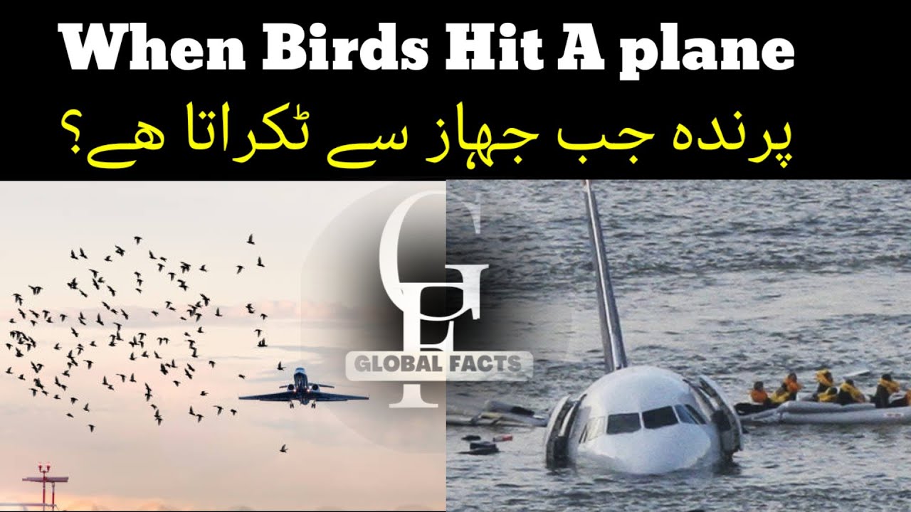 Birds Hit Plane//Bird Hit Plane Engine//Plane crash - YouTube