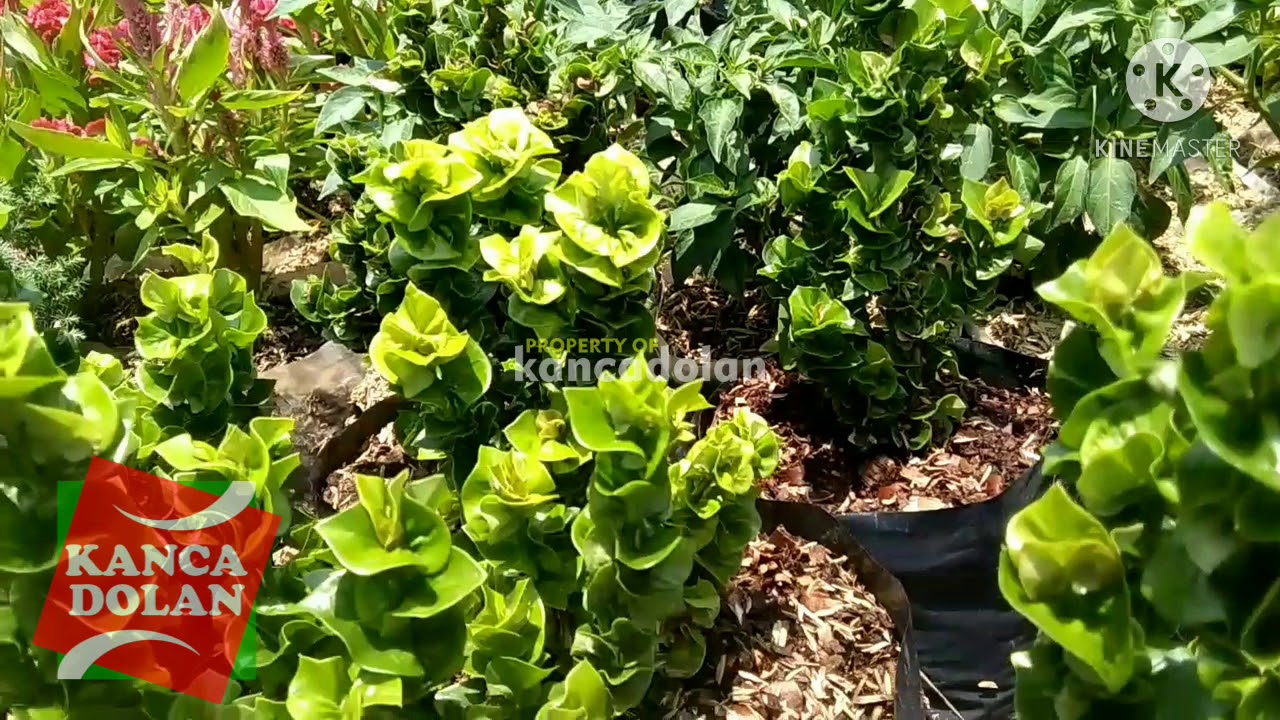 Bunga Asoka Mini yang jarang ditemukan di Lapak Tanaman Hias - YouTube