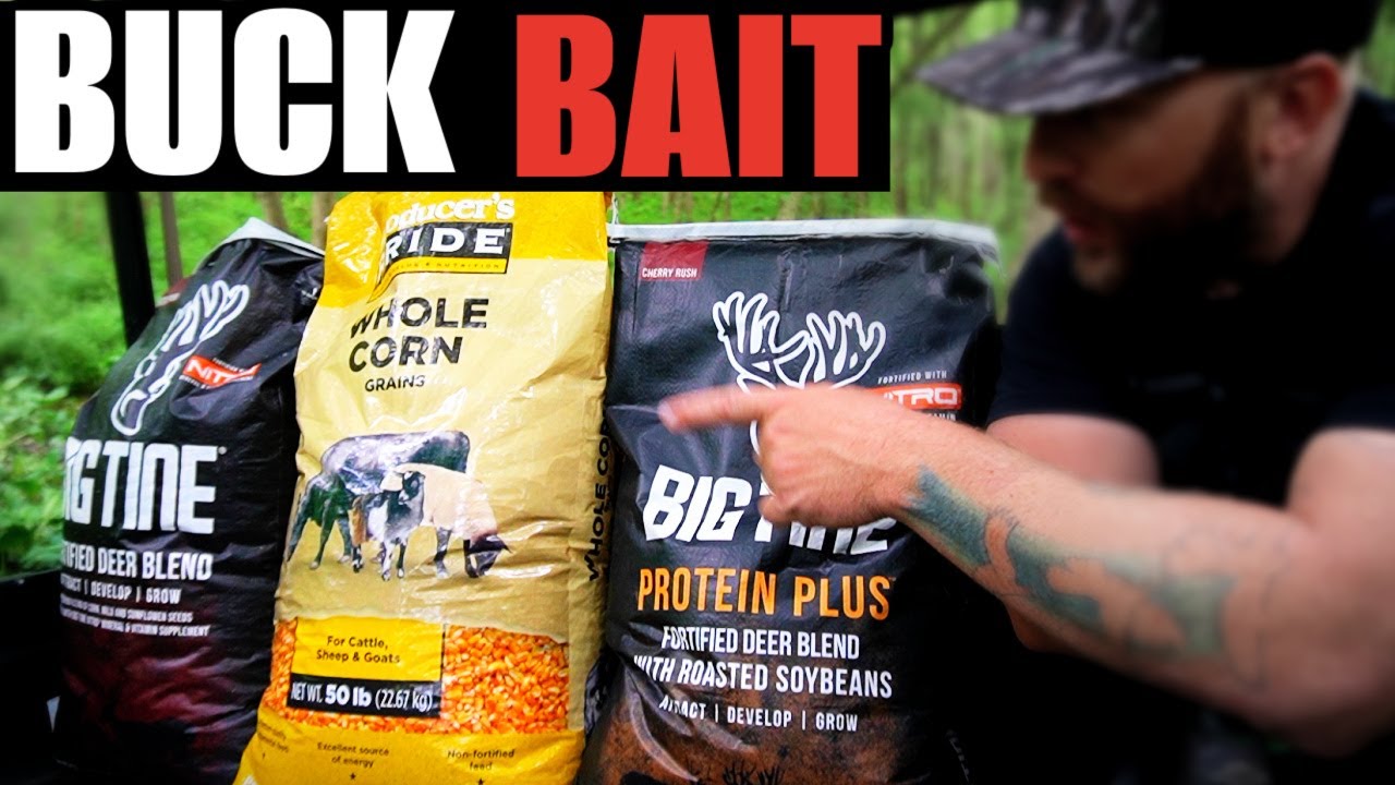 Early Season Buck Bait Strategy To Bring Fall Bucks! - YouTube