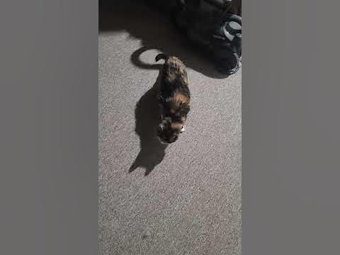 Old blind cat rediscovers catnip - YouTube