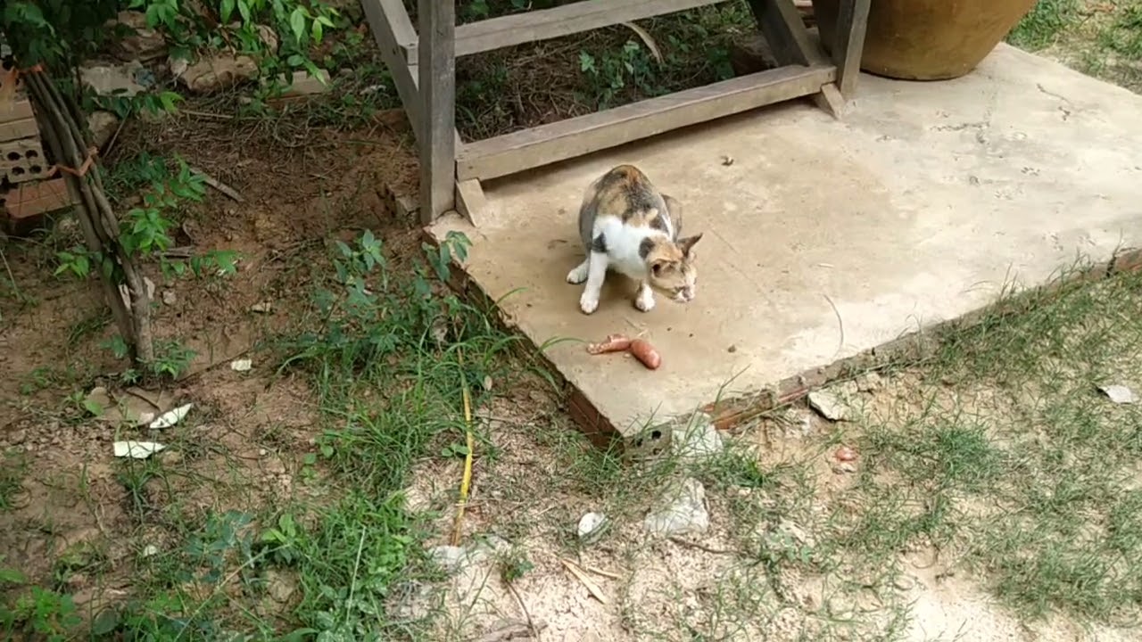 Pity Cat - Mama Cat Live In Restaurant Trying to Eat food before ...