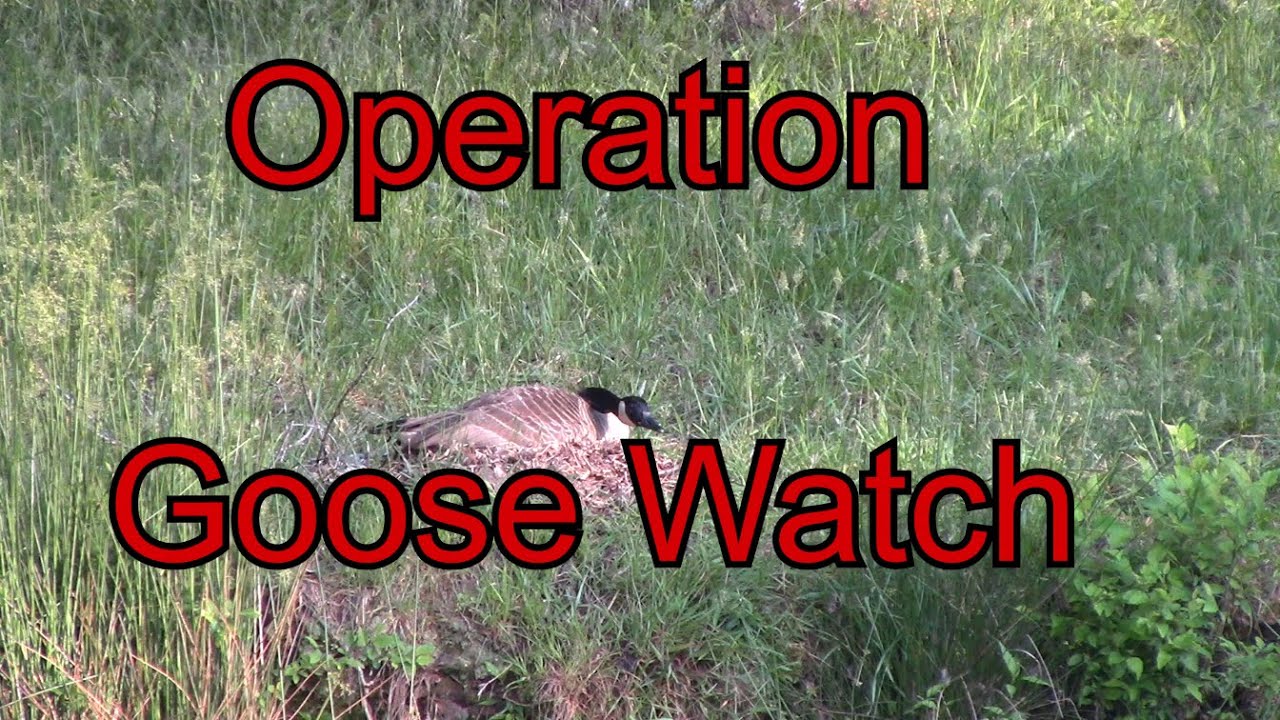 Operation Goose Watch, or How Many Goslings Are There? - YouTube