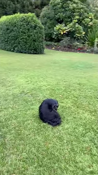 Frankie first day out - YouTube