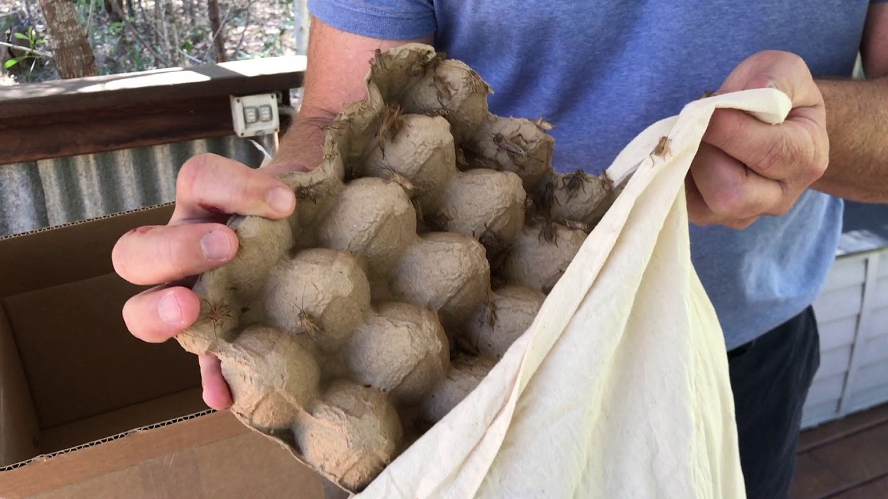 Delivery Packaging of PetWave Bulk Live Insects - YouTube