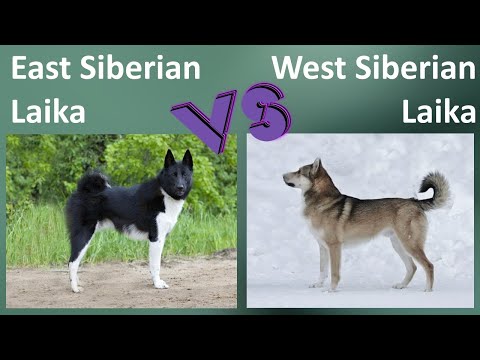 East Siberian Laika VS West Siberian Laika - Breed Comparison - Differences