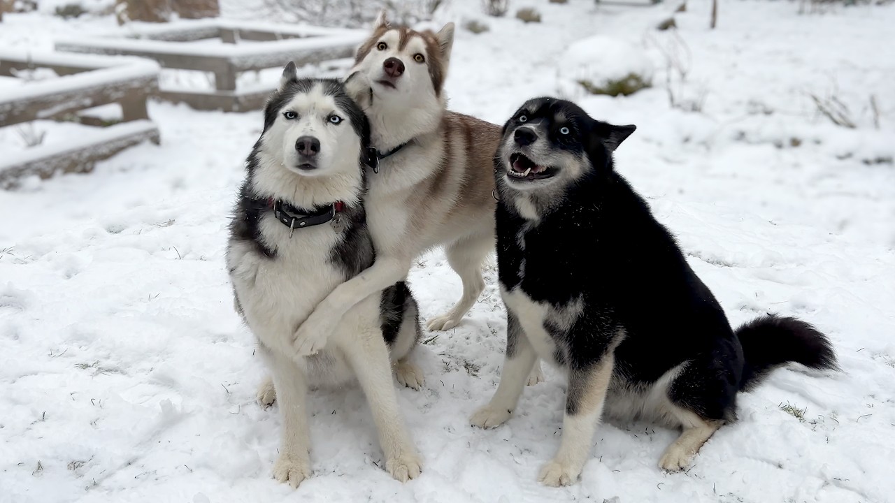 Huskies Go WILD for FIRST Snow! Long-awaited Dogs Meet With Their ...