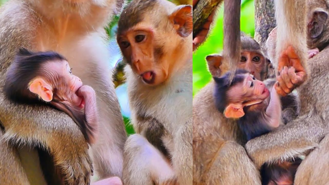 The smart baby monkey is very cute and it stays close to its mother ...