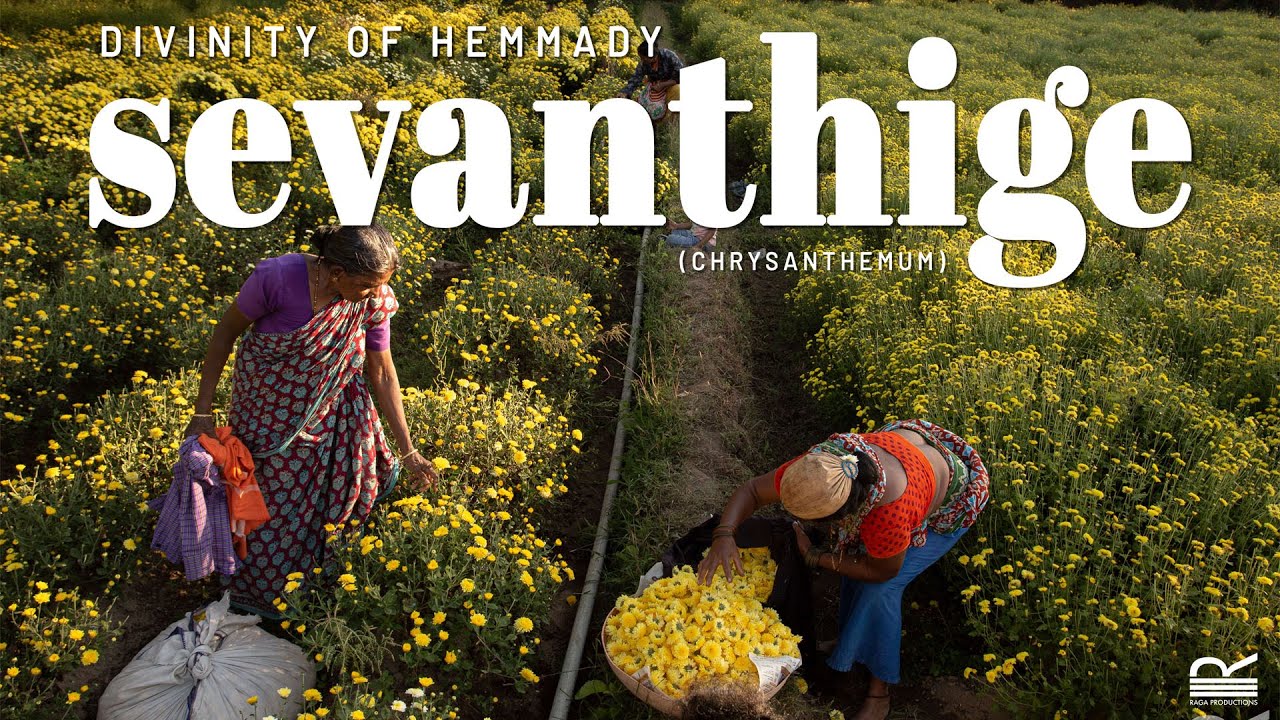 Why is Hemmady's Sevanthige considered special? | Stories That Matter ...