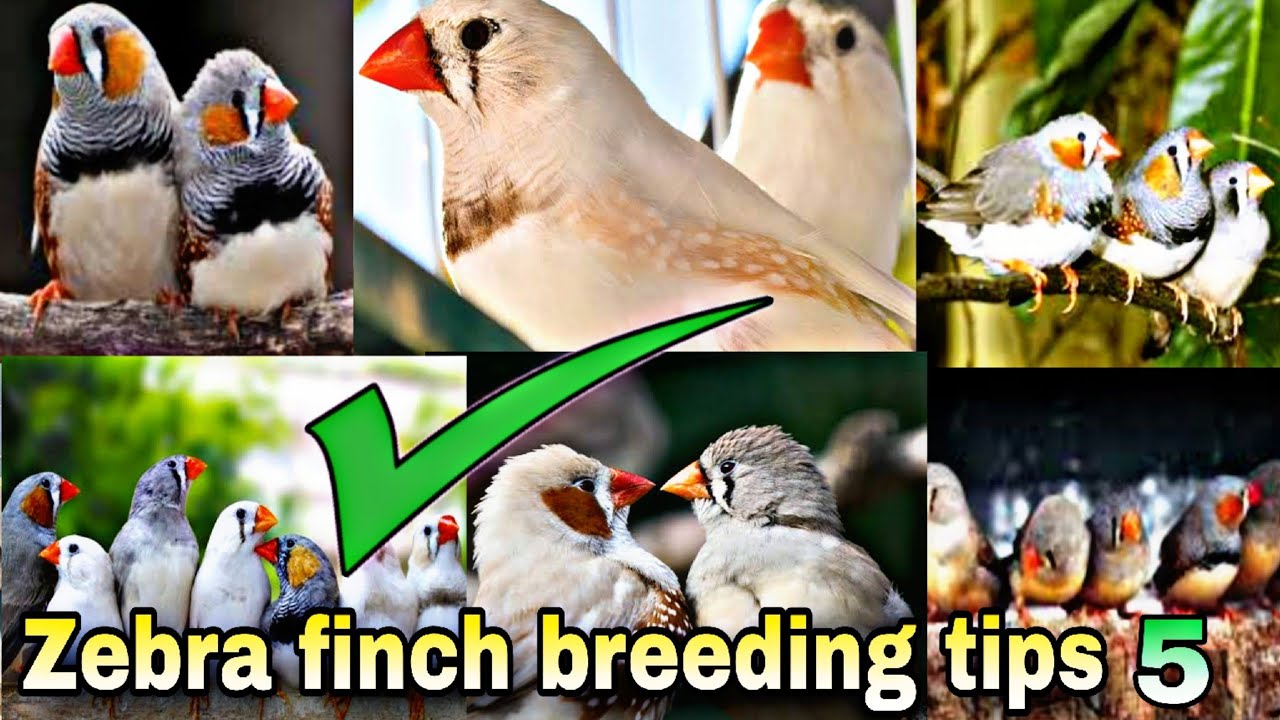 zebra finch breeding tips || { zebra Finch softfood } complete ...