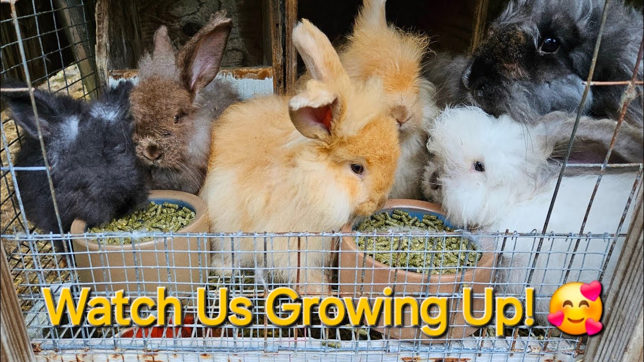 Angora Rabbit Kits 4/25/24 Litter: Fawn, Chocolate, Black, Blk Pearl ...