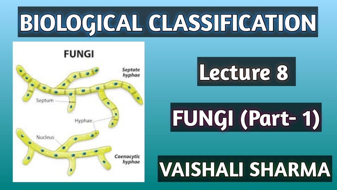 BIOLOGICAL CLASSIFICATION Lecture 8 ( FUNGI) part-1 - YouTube