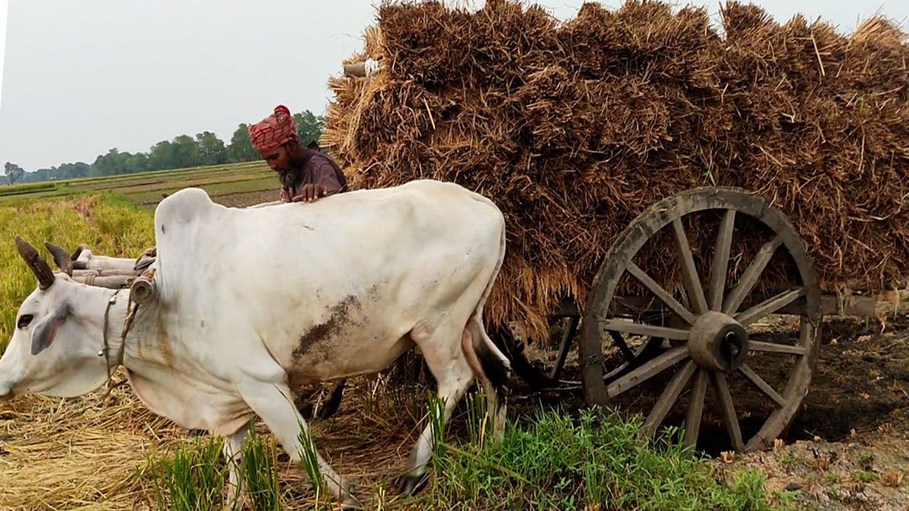Cow cart heavy paddy load | Self driver coe cart with havy paddy load ...