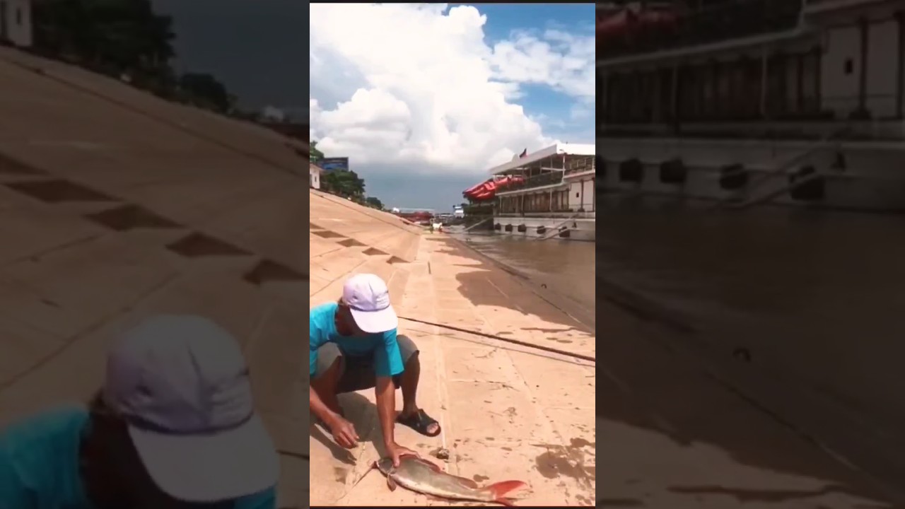 4kg Catfish By Old Fisherman - YouTube