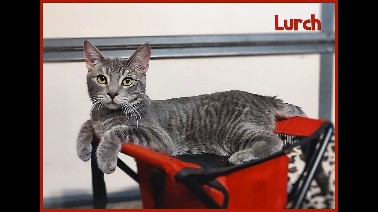 Meet Lurch, the biggest LoVe MoNkEy around!! - YouTube