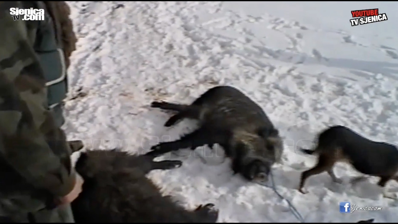 JEDAN DAN SA LOVCIMA NA PEŠTERI / UBIJENE TRI DIVLJE SVINJE / SJENICA ...