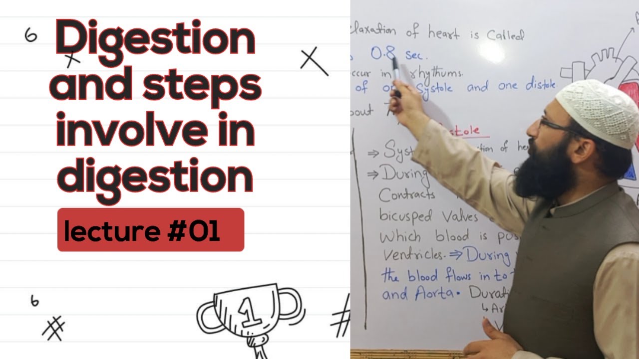 digestive system | digestive system of human body | digestive system ...