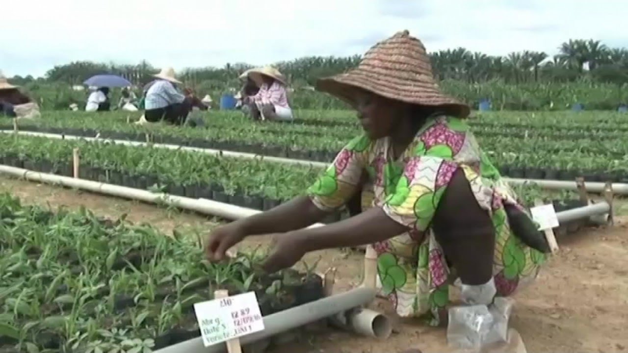 Gabon, PROMOTION DE L'AGRICULTURE - YouTube