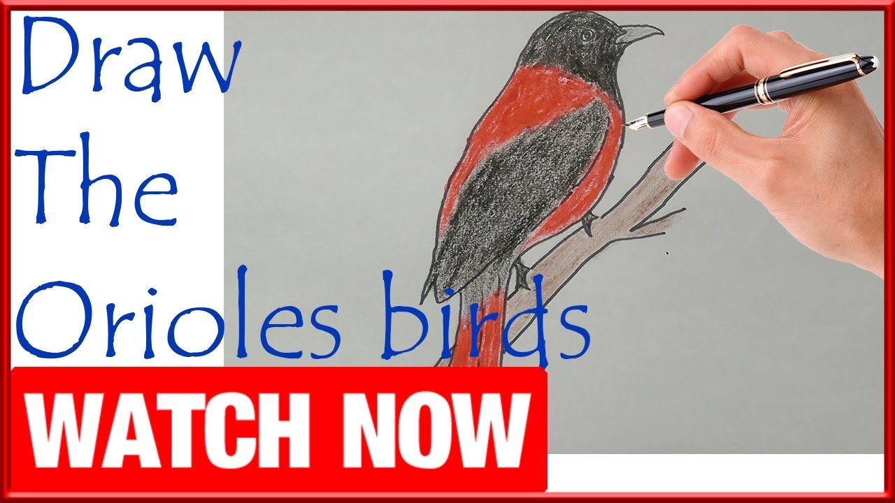 How To Draw The Orioles birds - Learn To Draw - Art Space - YouTube