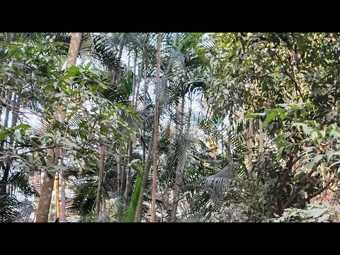 Asik Molla ( Africa ) - YouTube