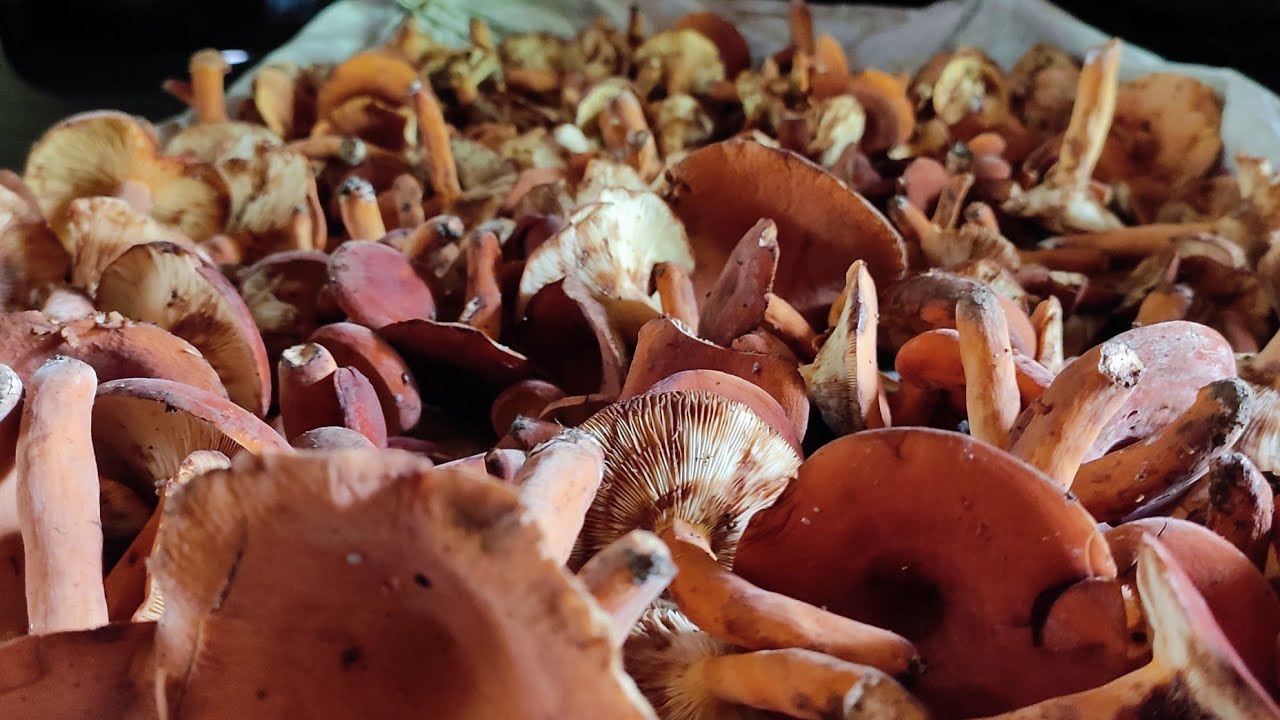 Manipur Red mushroom🍄 /chingi chengum angngba Thiraga heklaga ngouraga ...