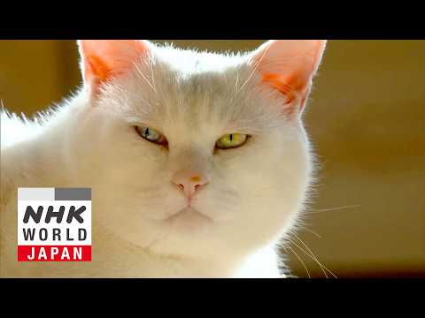 Atami: Relaxing With Yoga - A Cat's-Eye View of Japan