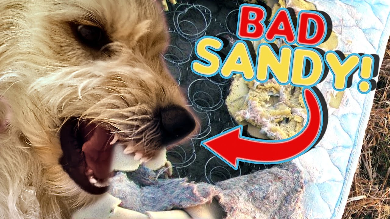 Bad Puppy! Sandy Is Biting People! - YouTube