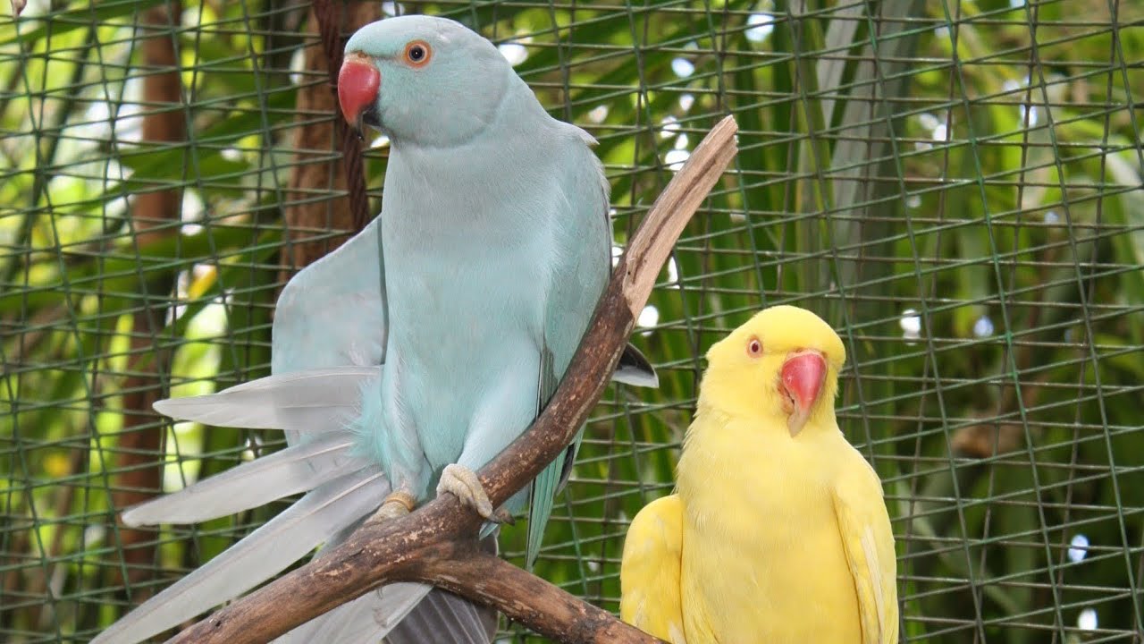 Amazing world of the birds | beautiful birds most colorful birds #birds ...