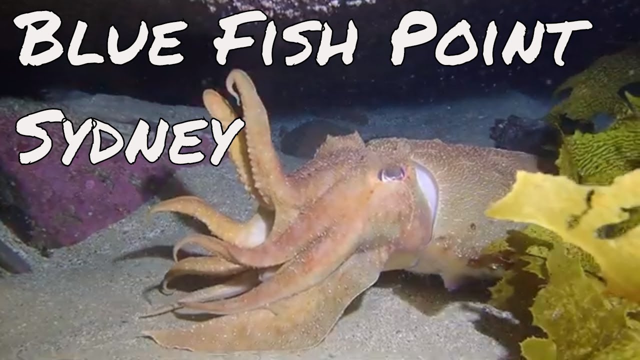 Spotted at giant Cuttlefish while Scuba Diving Blue fish Point, Sydney ...