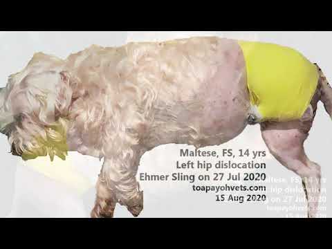 FINAL VIDEO. Ehmer Sling for a dislocated hip in a dog - YouTube