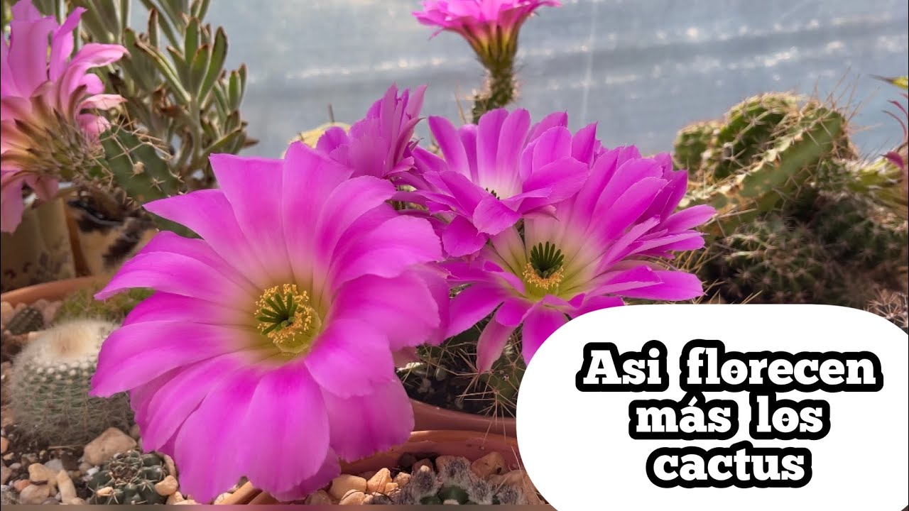 ASI FLORECEN MÁS LOS CACTUS, Huernias y euphorbias - YouTube