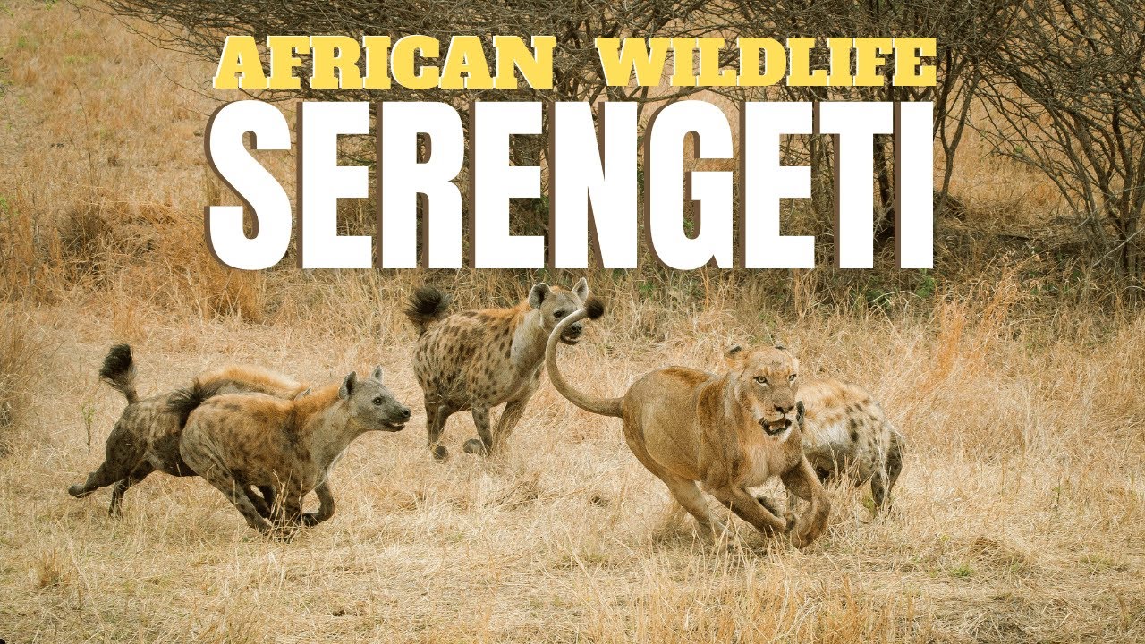 WILD SERENGETI - African Wildlife AND Apex Predators - FREE ANIMAL ...