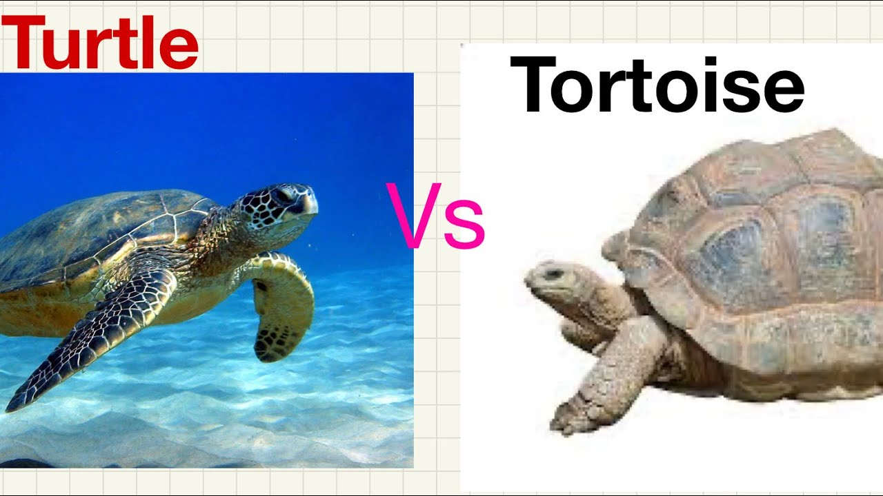 Difference Between Turtle Tortoise YouTube difference-between-turtle-tortoise-youtube
