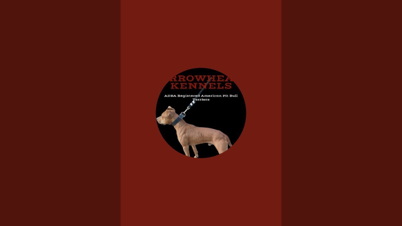 ARROWHEAD KENNELS is live! - YouTube
