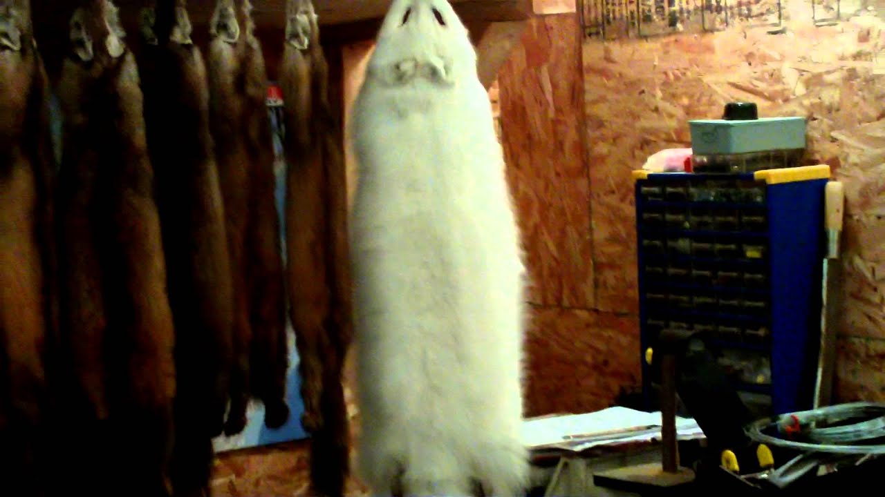furs from the line 1 - YouTube