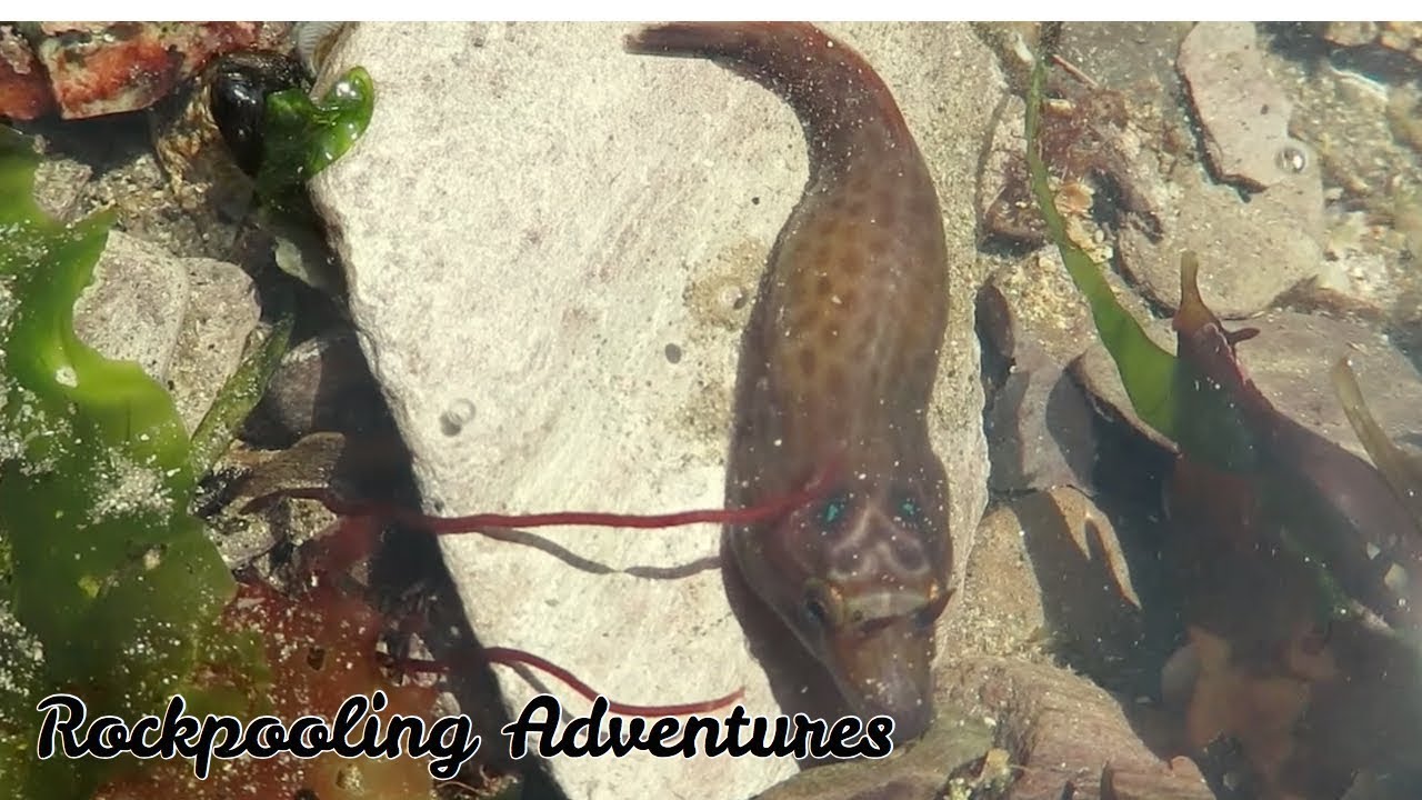 Beginners guide to rockpooling: Fish Tails - YouTube