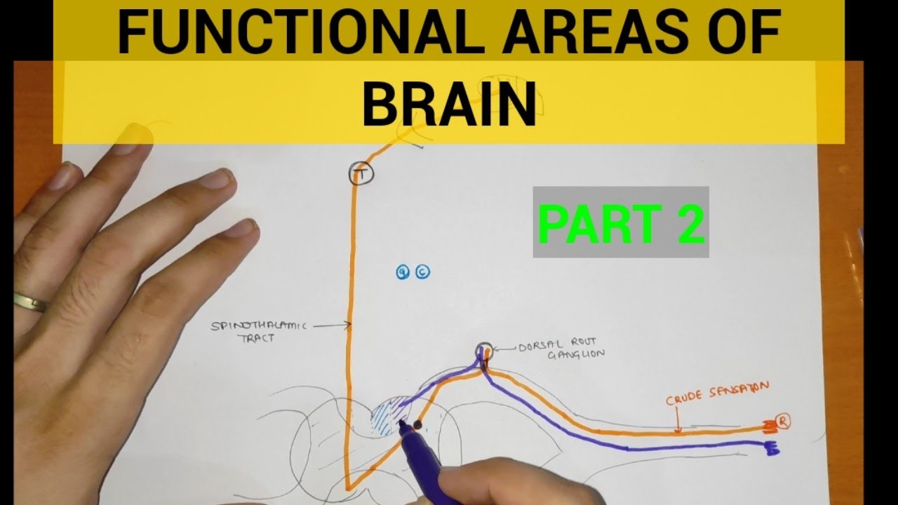 Functional Areas of Brain - 2 | Ascending Tracts - YouTube