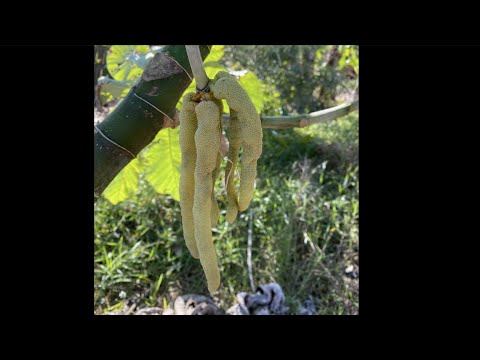 Cecropia Fruit Tasting - Info on Growing Cecropia in Florida - YouTube